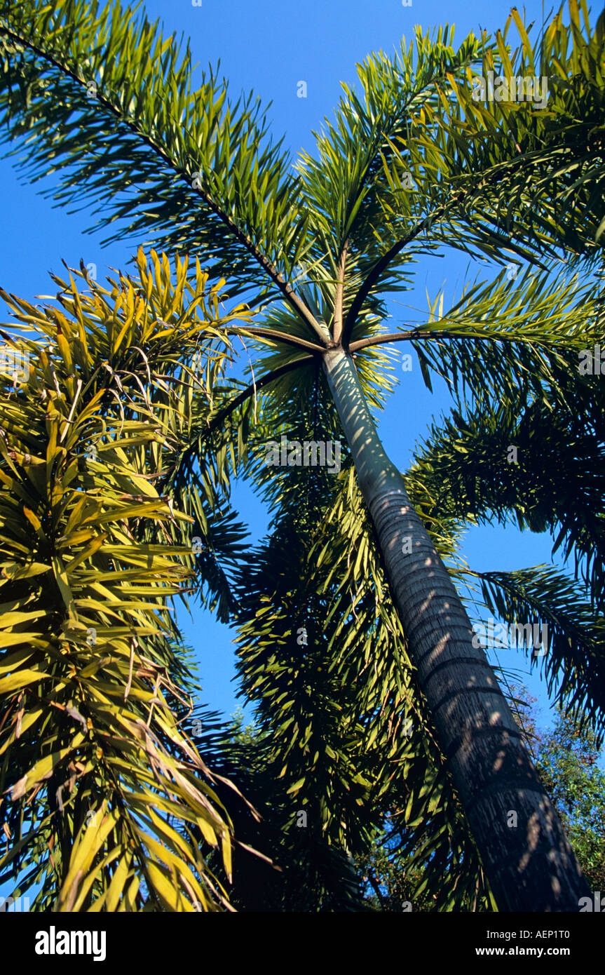 Palm tree, Thailand Stock Photo - Alamy