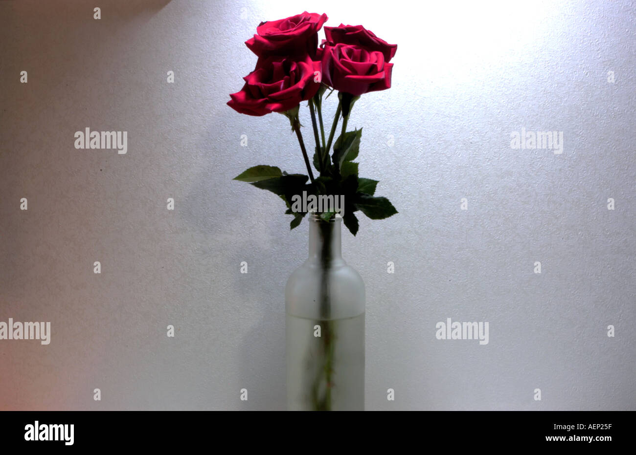 Spotlight red rose hi-res stock photography and images - Alamy