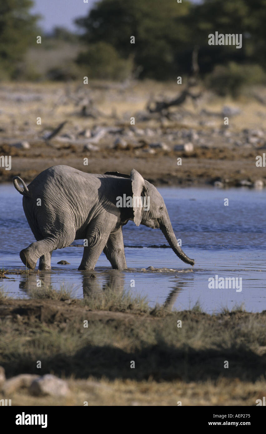 Baby elephant spraying water hi-res stock photography and images - Alamy