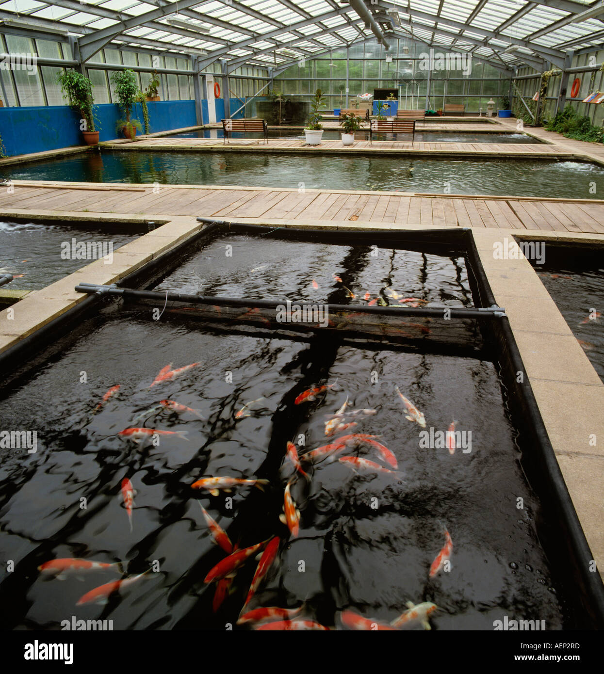 Ornamental fish ponds hi-res stock photography and images - Alamy