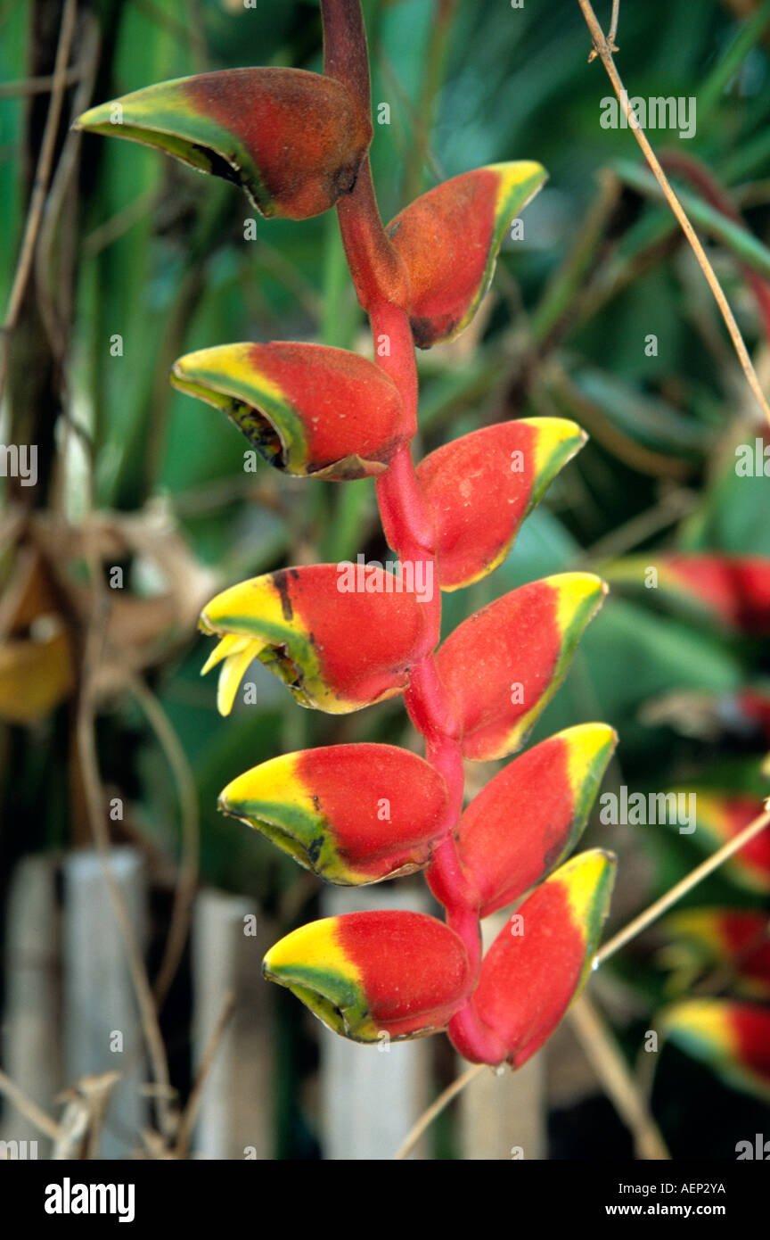 Colourful flower buds, Thailand Stock Photo - Alamy