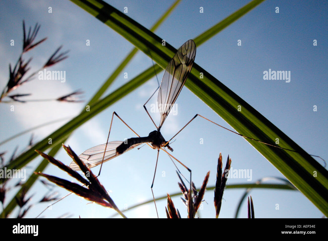 Body parts fly hi-res stock photography and images - Alamy