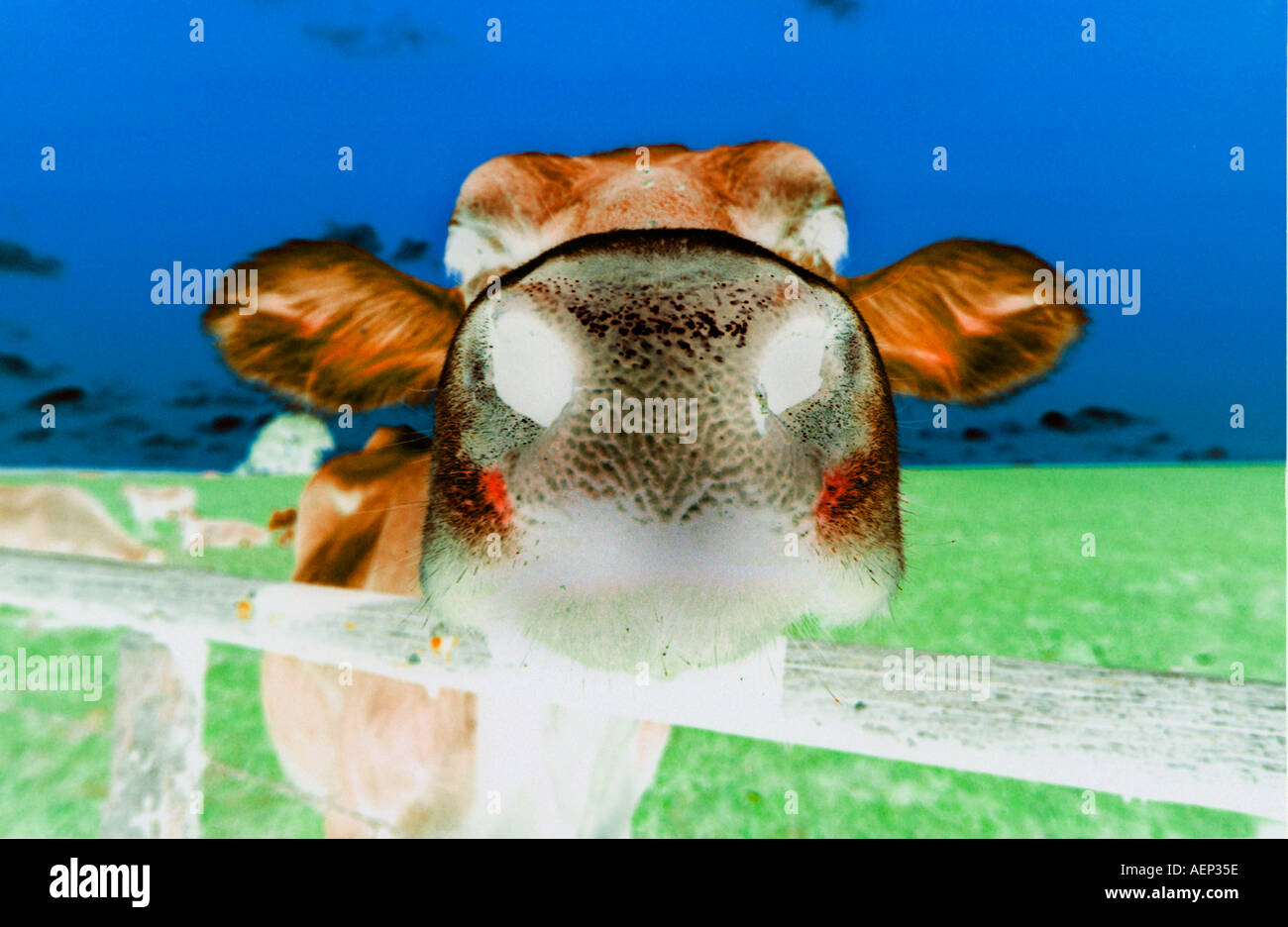 Cow heads hi-res stock photography and images - Alamy