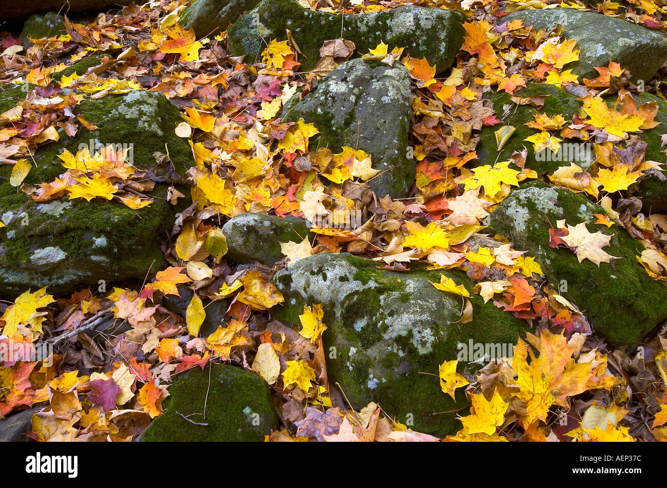 Mountain woods fall foliage Stock Photo - Alamy