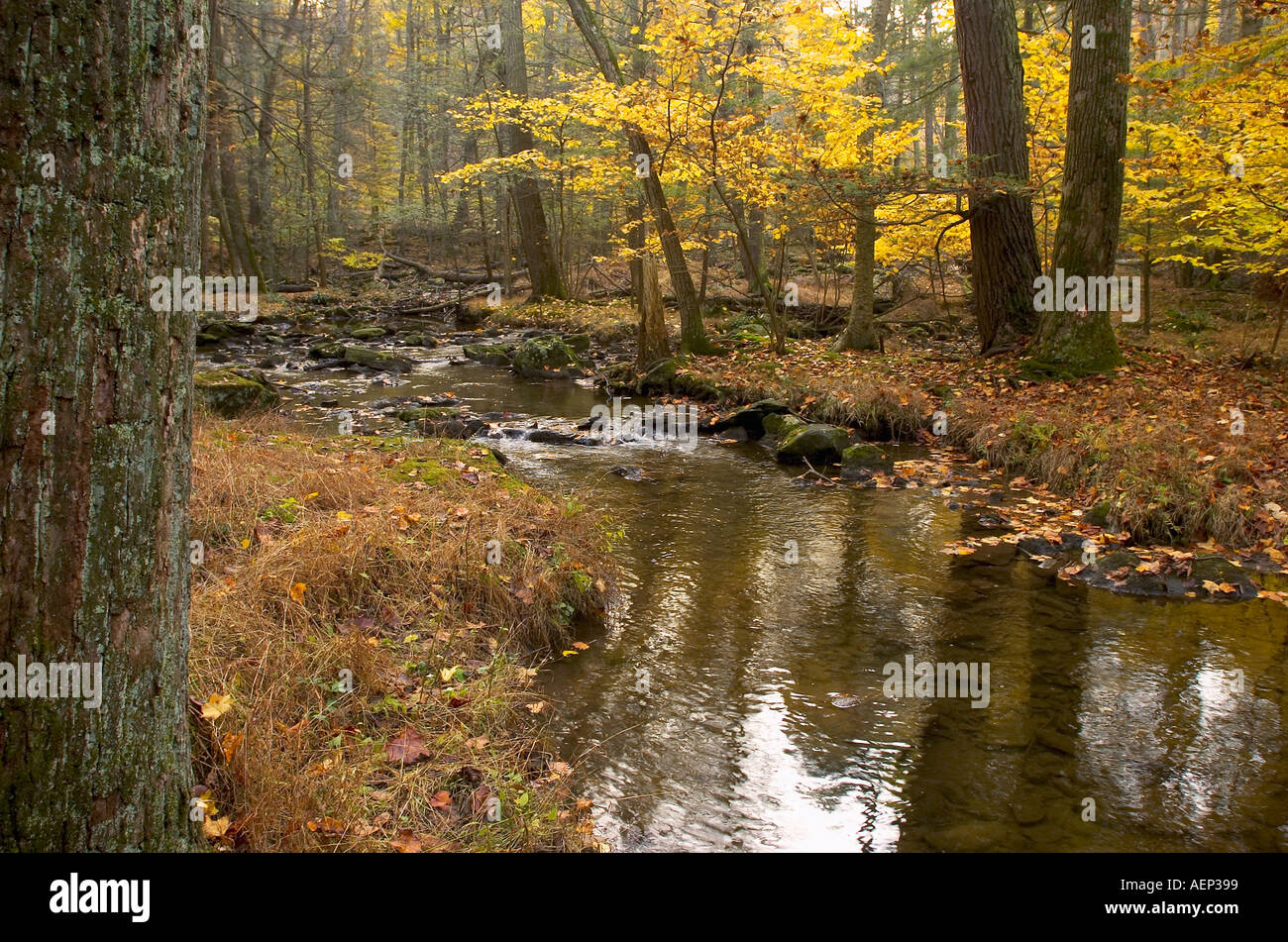 Mountain water stream in fall Stock Photo - Alamy