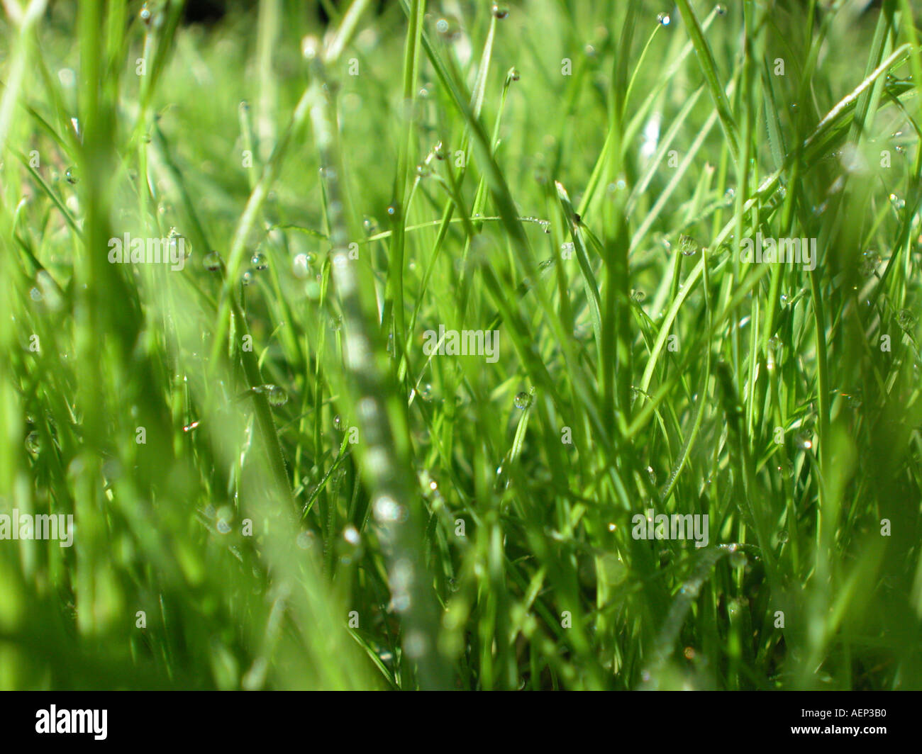Wet soggy grass hi-res stock photography and images - Alamy