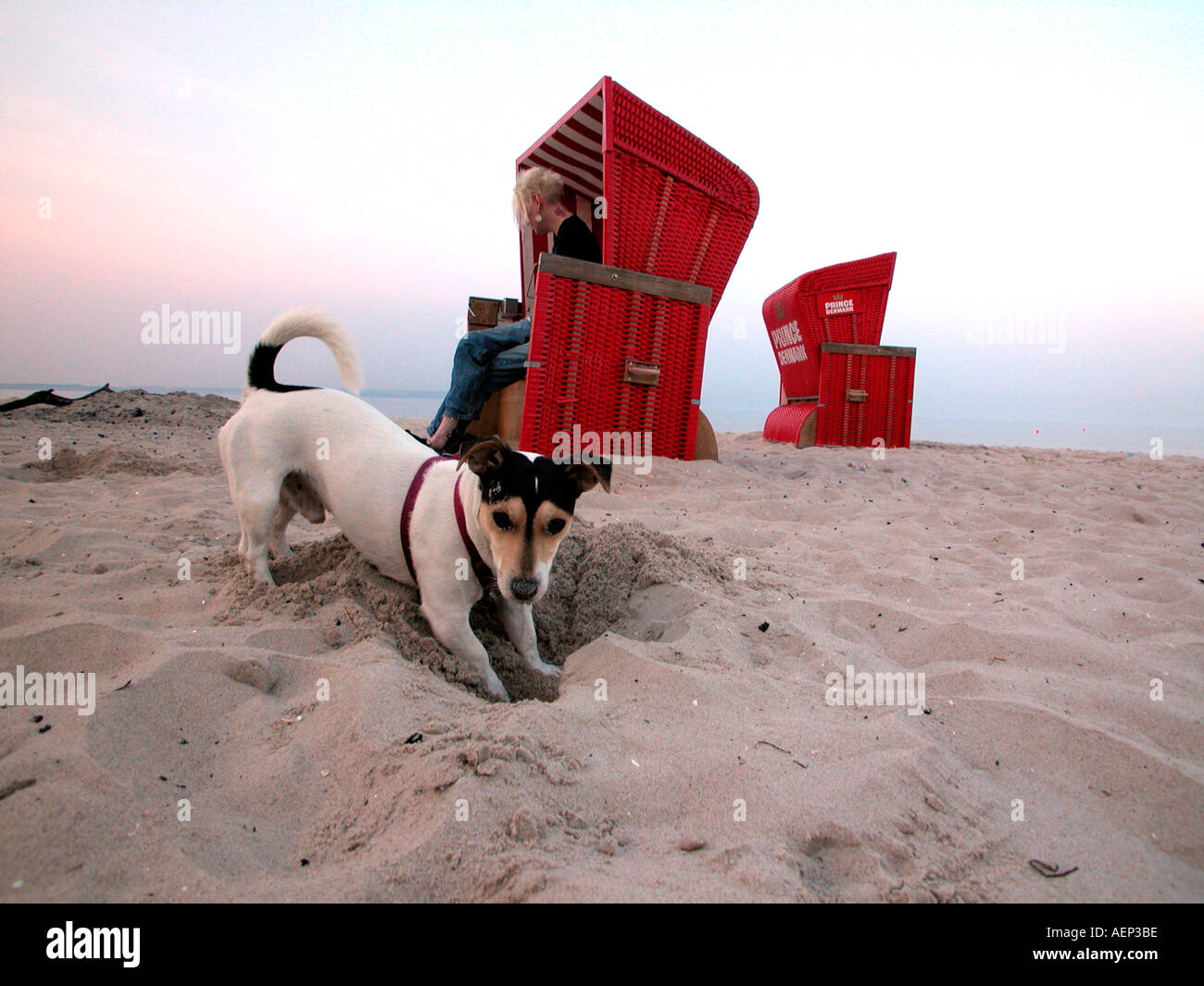 MR PR dog on the beach Stock Photo - Alamy