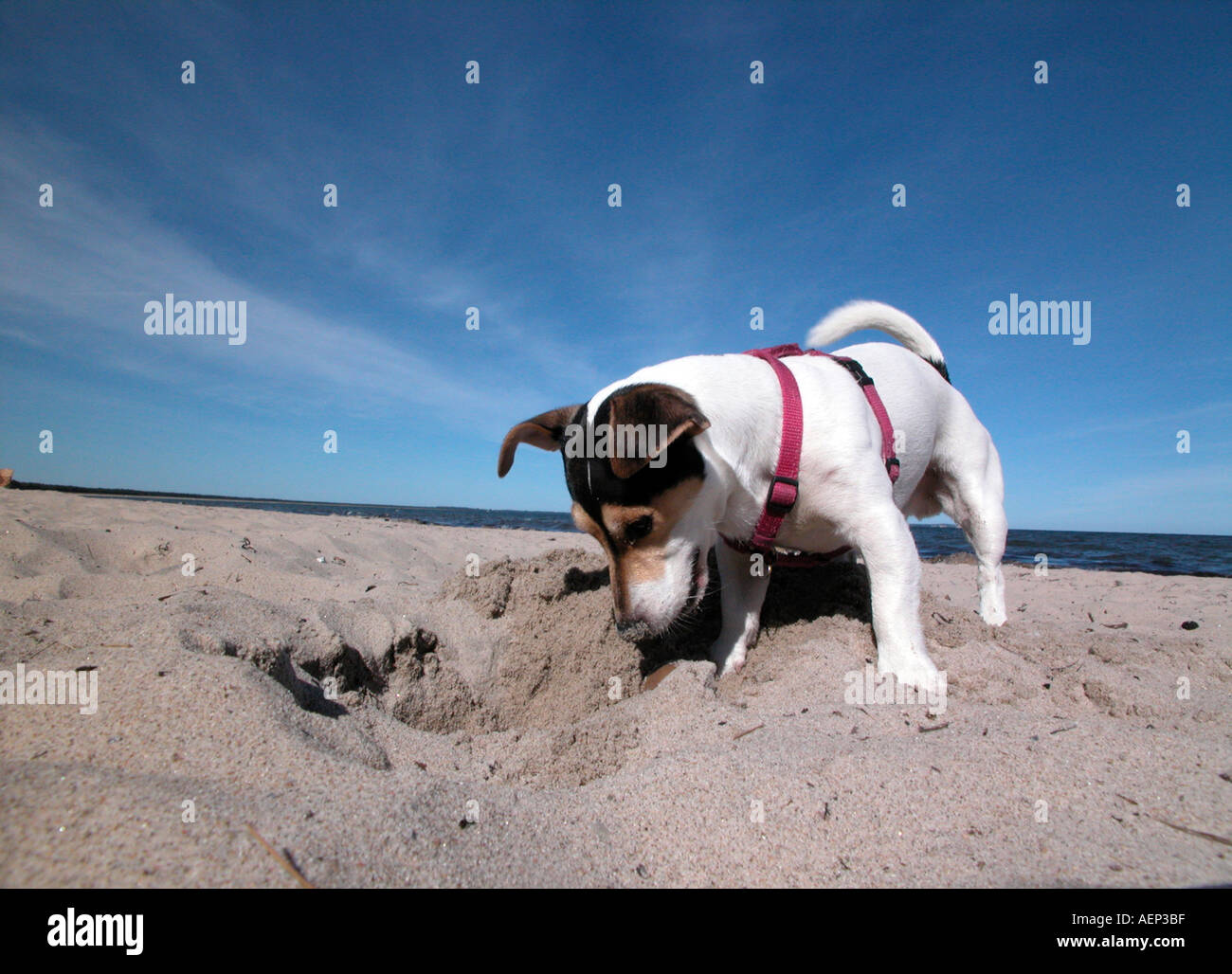 PR dog on the beach Stock Photo - Alamy