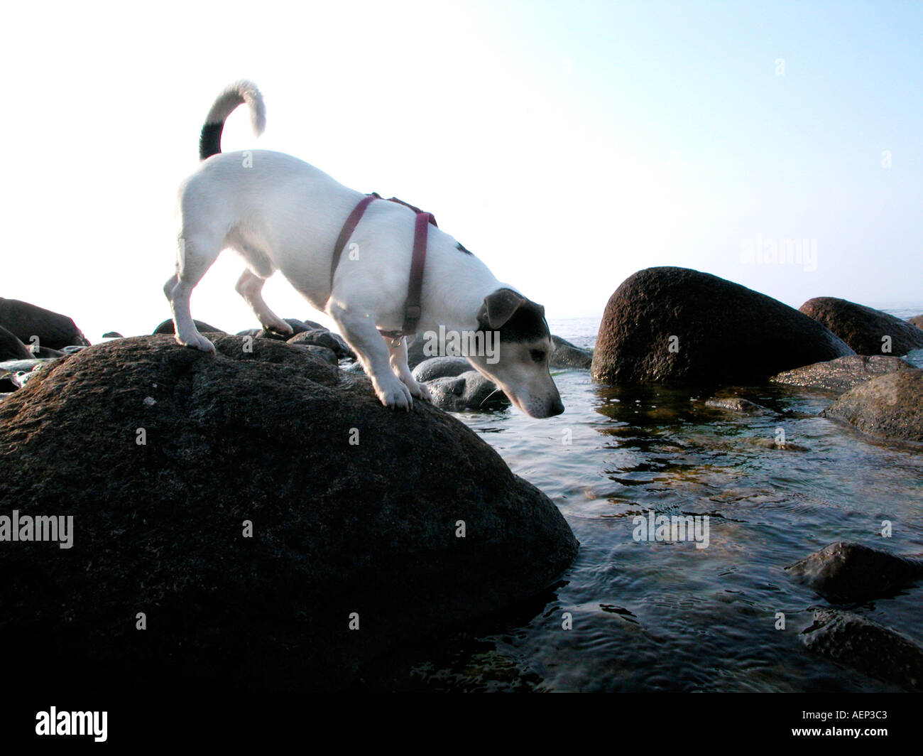 PR dog on the beach Stock Photo - Alamy
