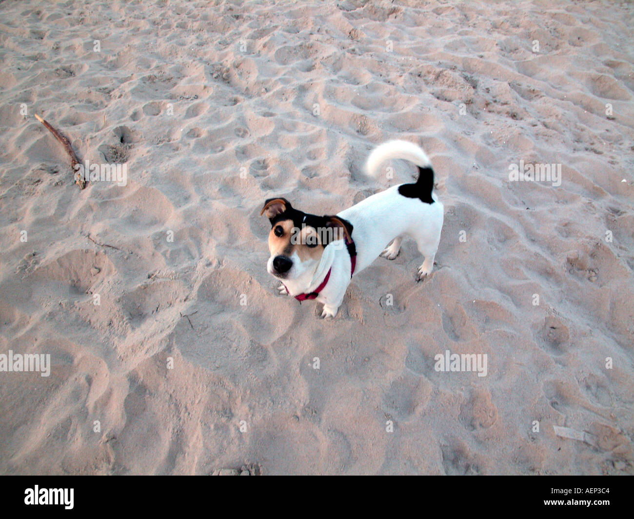 PR dog on the beach Stock Photo - Alamy