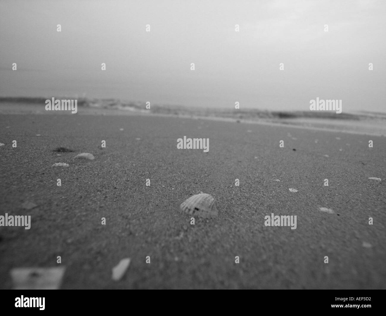 shell on the beach Stock Photo - Alamy