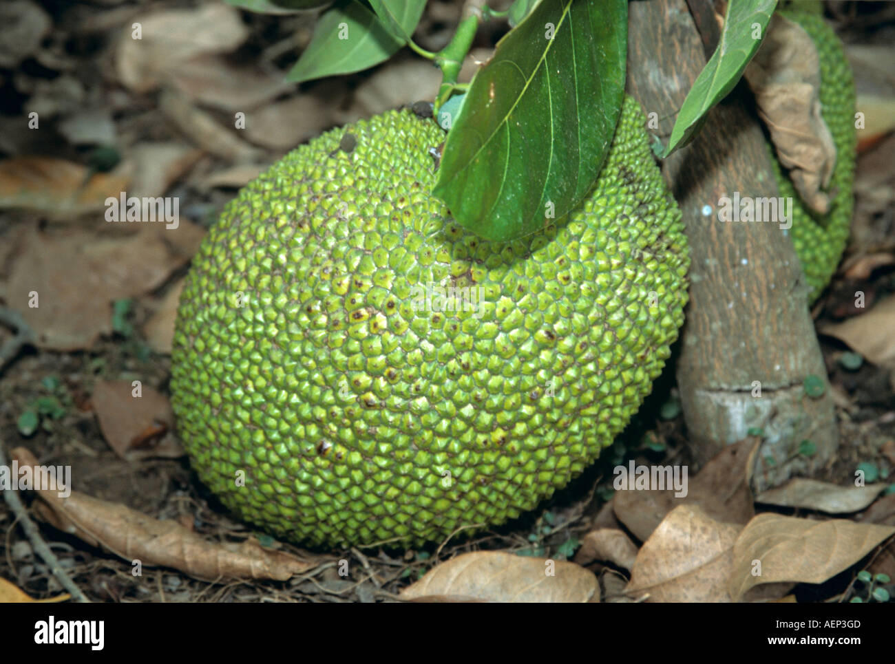Jak fruit hi-res stock photography and images - Alamy