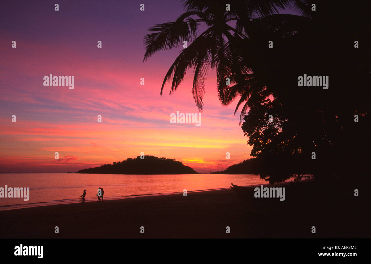 Fringed indian pink hi-res stock photography and images - Alamy