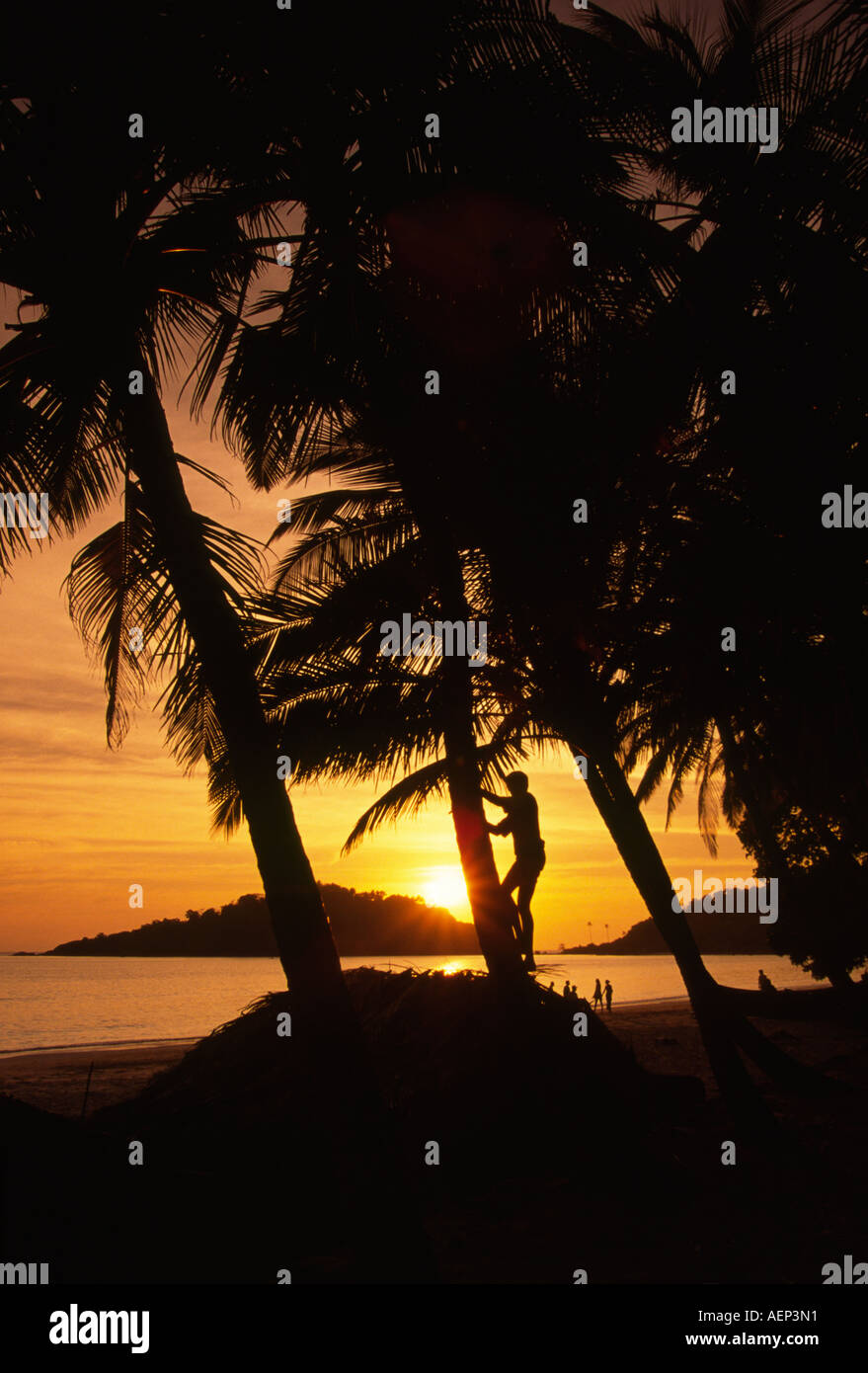 India Goa Palolem drink toddy tapper climbing palm tree Stock Photo - Alamy
