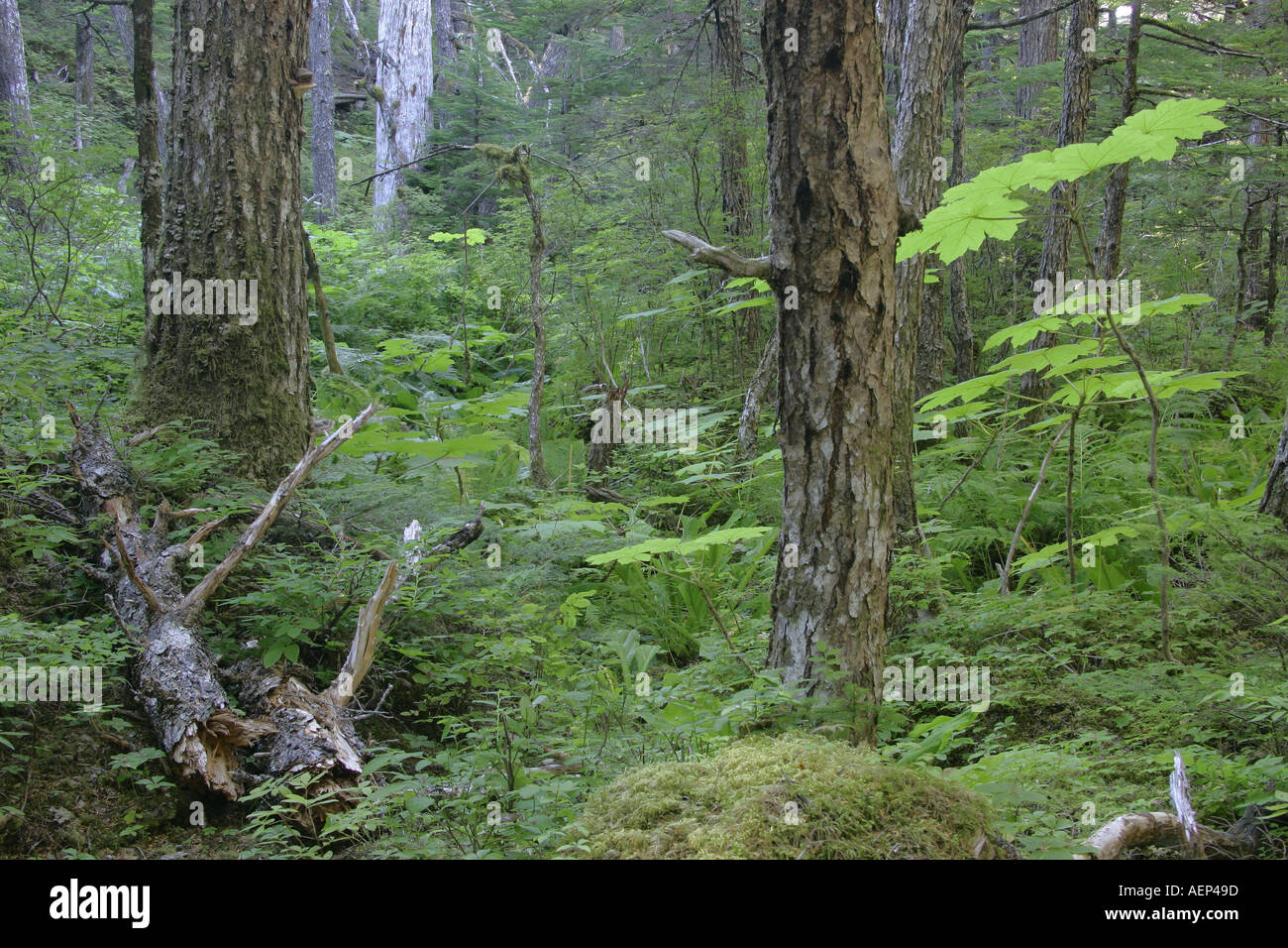 Alaska regenwald hi-res stock photography and images - Alamy