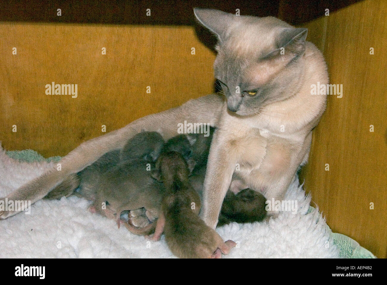 dh Burmese Kittens CAT ANIMAL Lilac Mother cat looking after five one ...