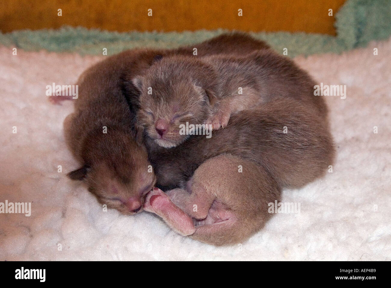 dh Burmese Kittens CAT UK Five one week old kittens sleeping in a ...