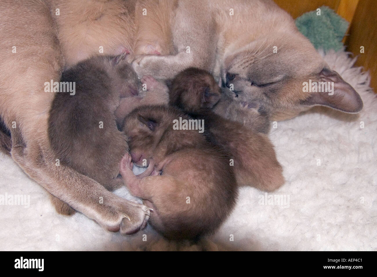 dh Burmese Kittens CAT ANIMAL Lilac Mother cat sleeping with five one ...