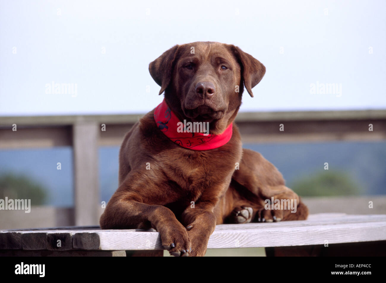 portrait of purebred Labrador Retriever dog Stock Photo - Alamy