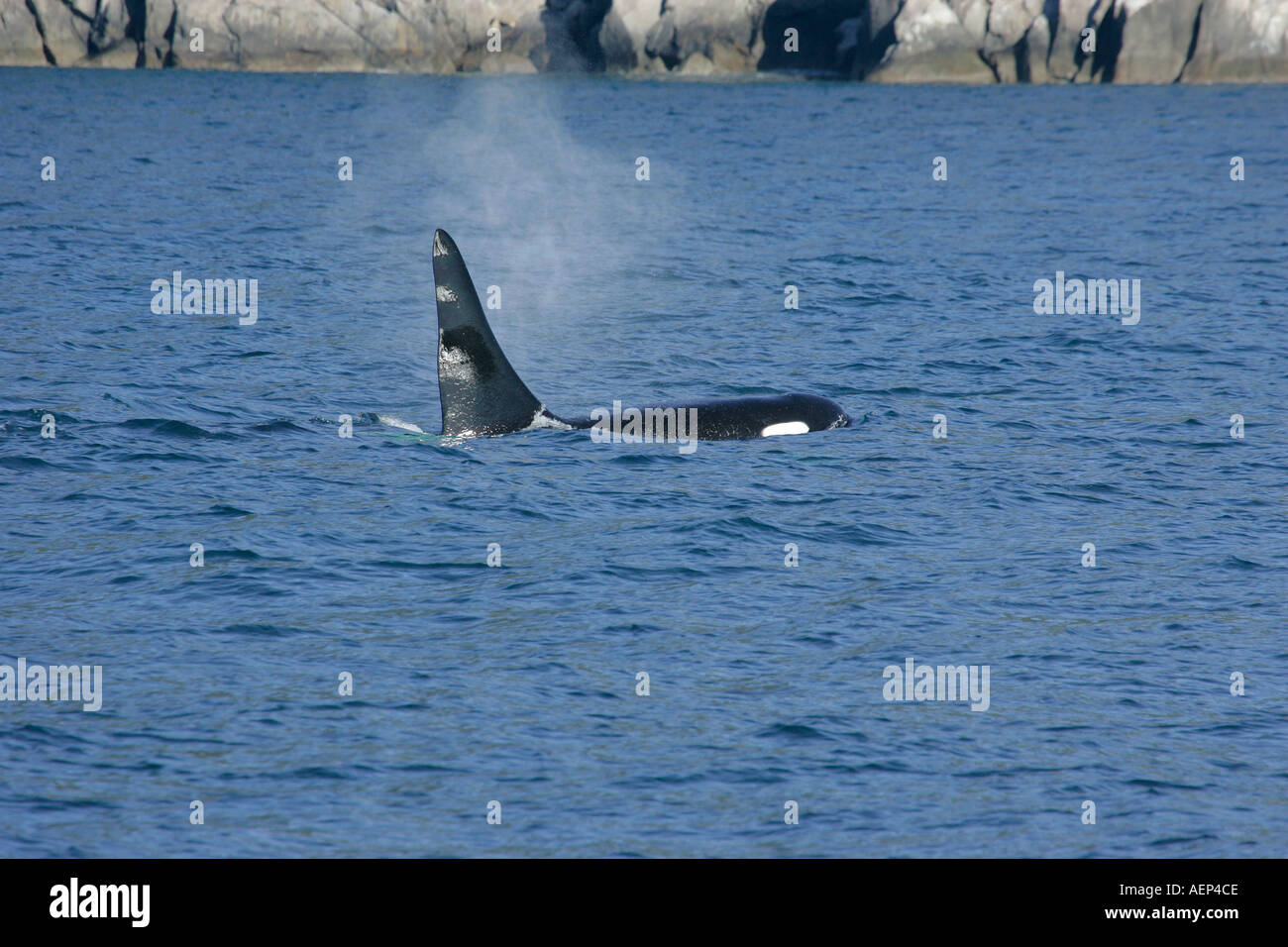 Killer Whale Orcinus orca Resurrection bay Seward Alaska USA Stock ...