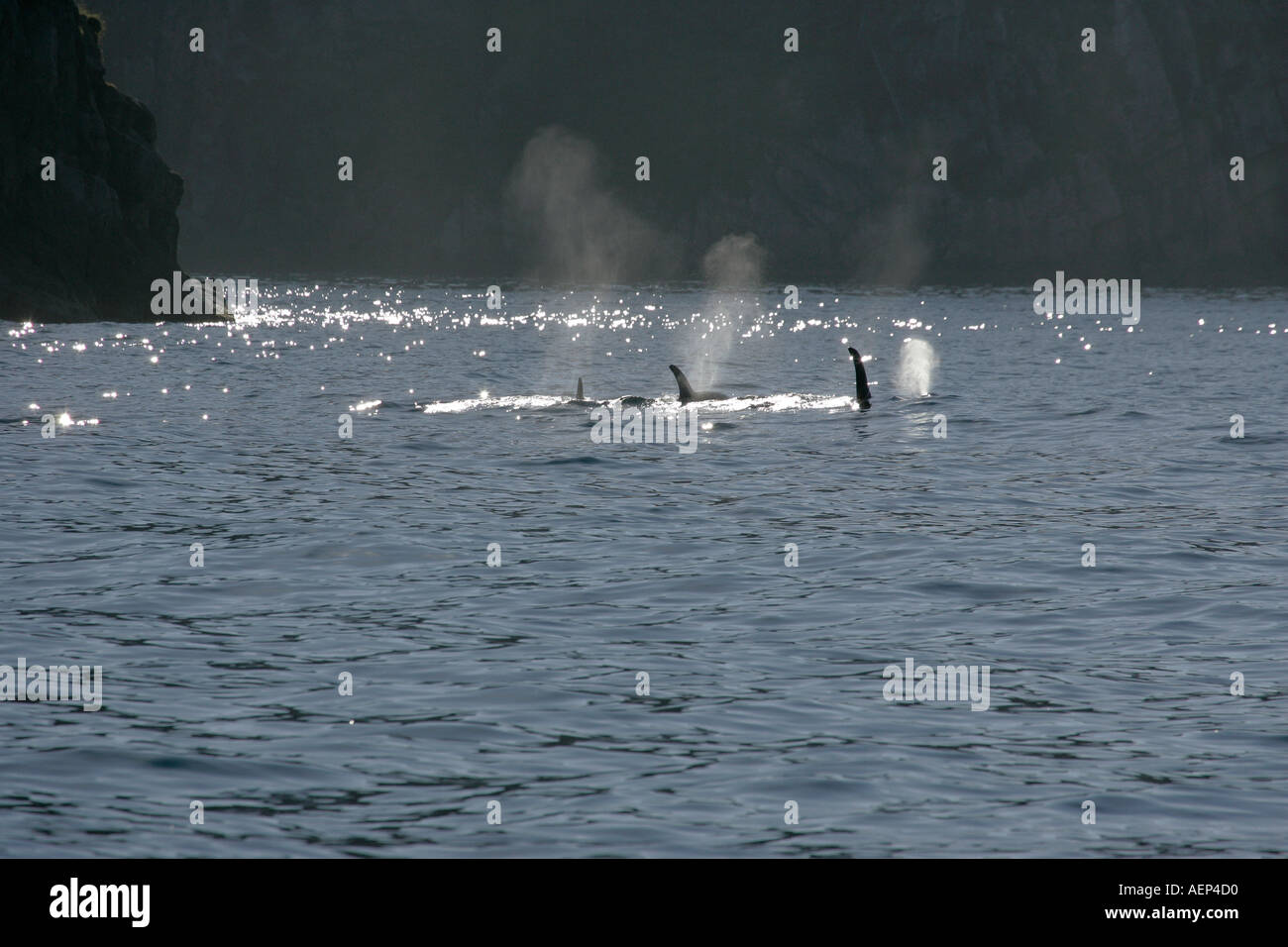 Killer Whale Orcinus orca Resurrection bay Seward Alaska USA Stock ...