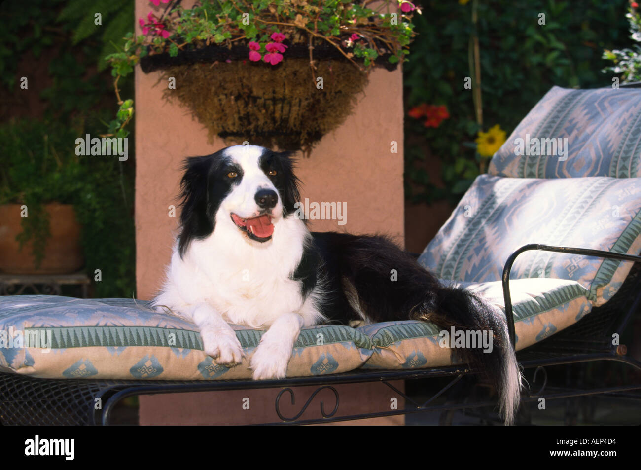 Purebred Border Collie Dog resting by pool Stock Photo - Alamy