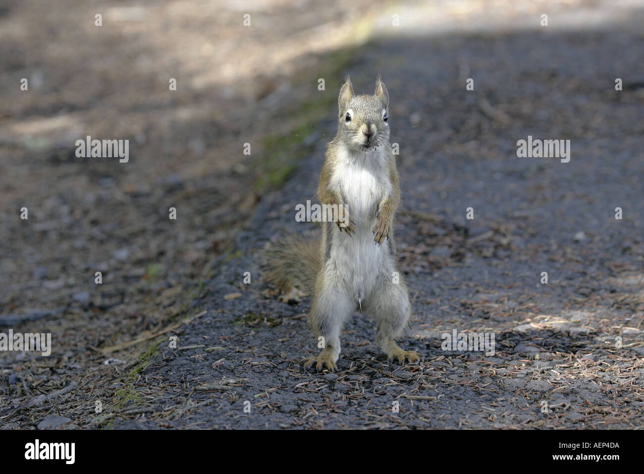Red Squirrel Tamiasciurus hudsonicus Alaska USA Stock Photo - Alamy