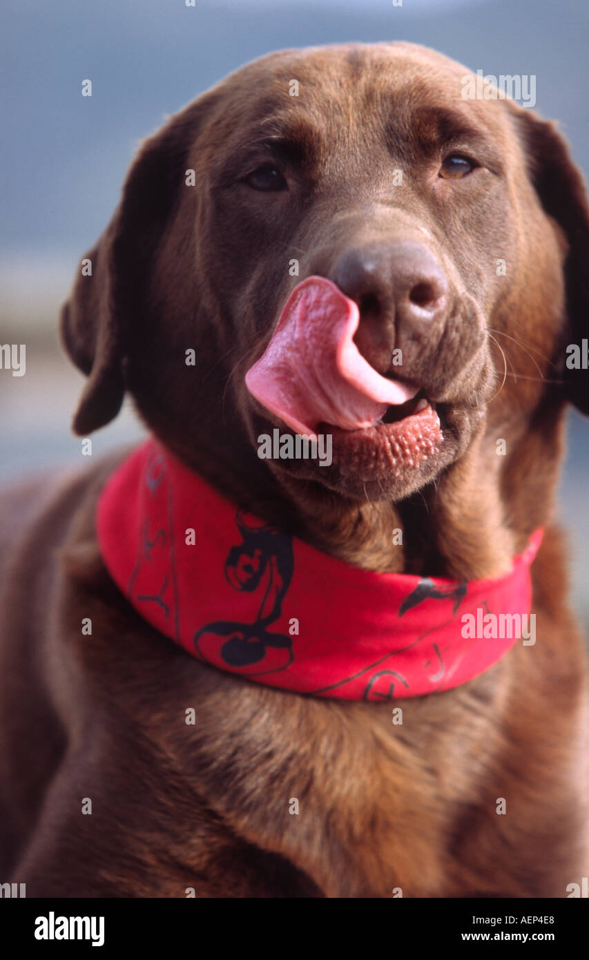 portrait of purebred Labrador Retriever dog with it s tongue out Stock ...