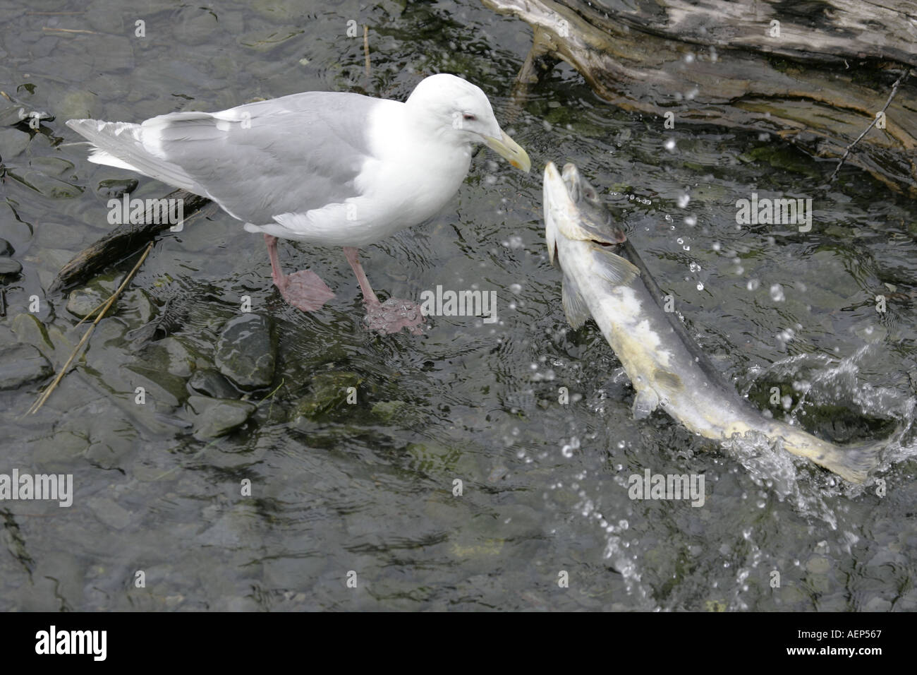 Aggressive seagull attacks hi-res stock photography and images - Alamy