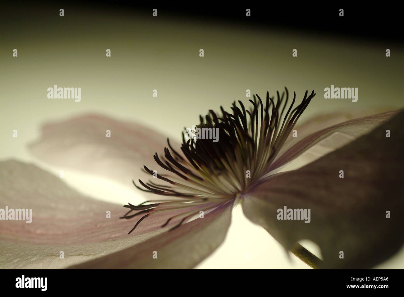 Clemantis hi-res stock photography and images - Alamy