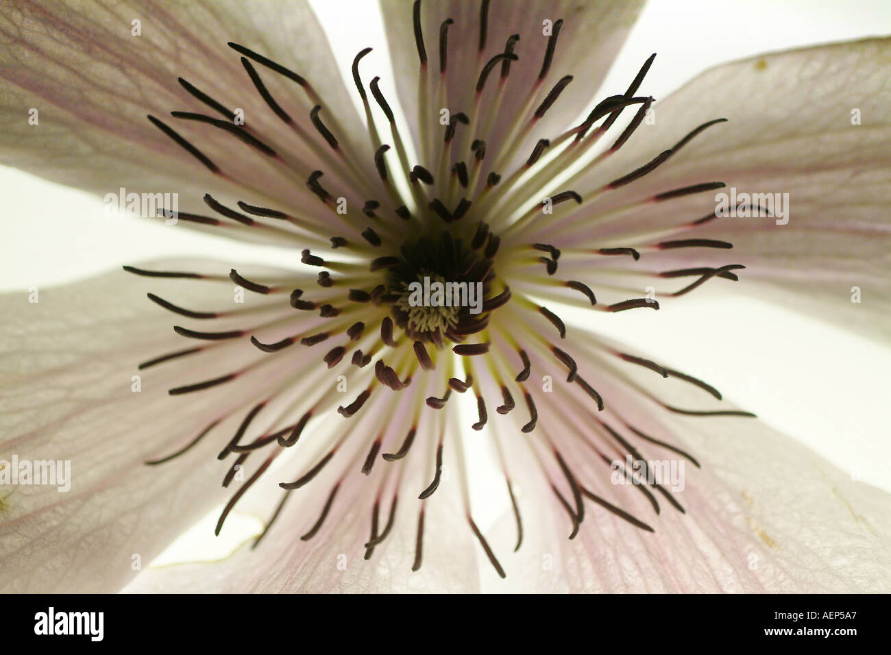 Clemantis hi-res stock photography and images - Alamy