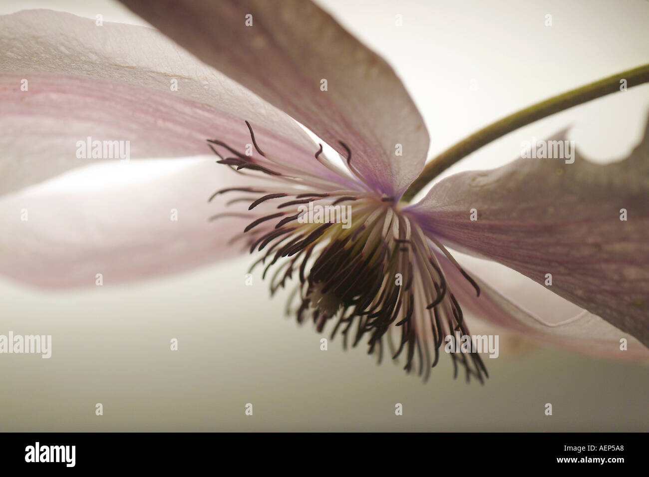 Clemantis hi-res stock photography and images - Alamy