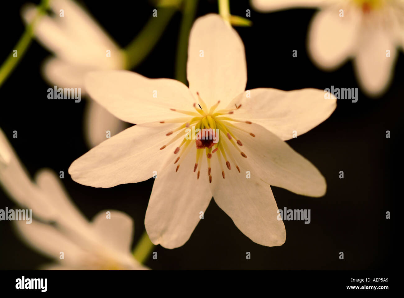 Clemantis hi-res stock photography and images - Alamy