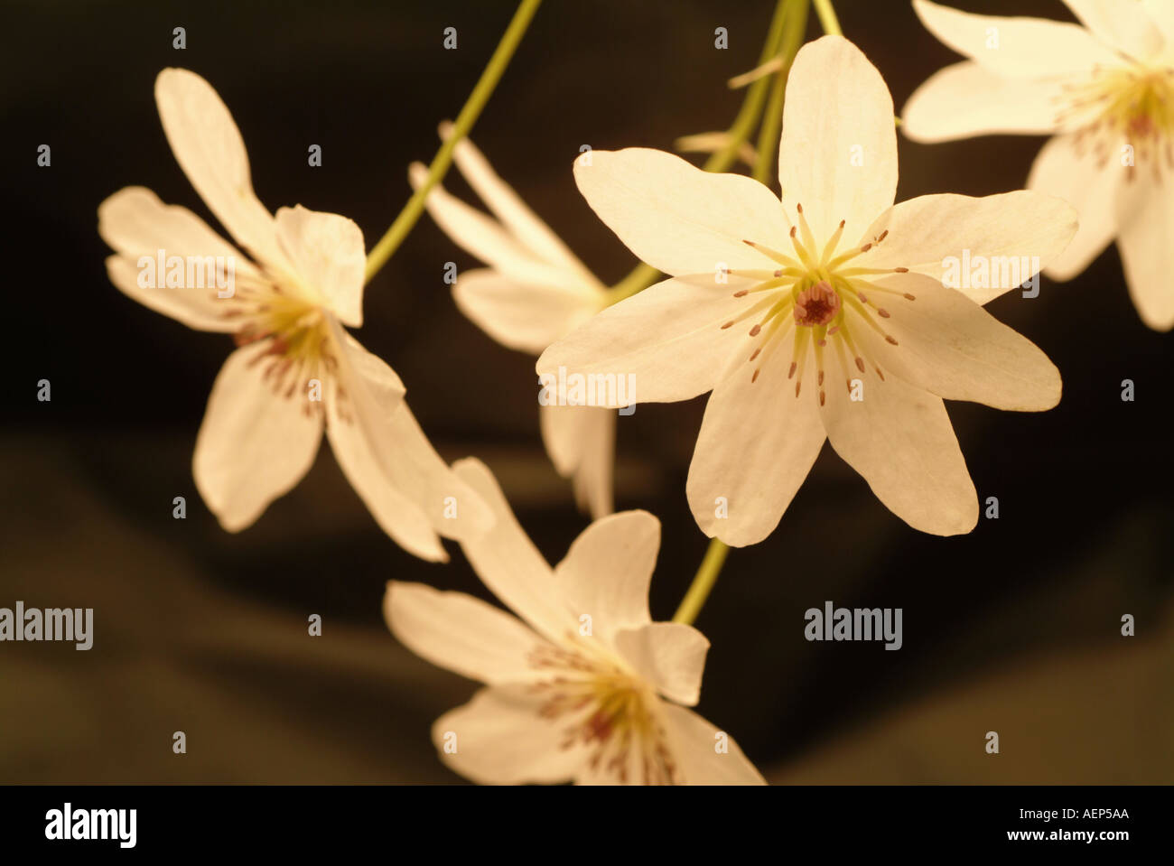 Clemantis hi-res stock photography and images - Alamy