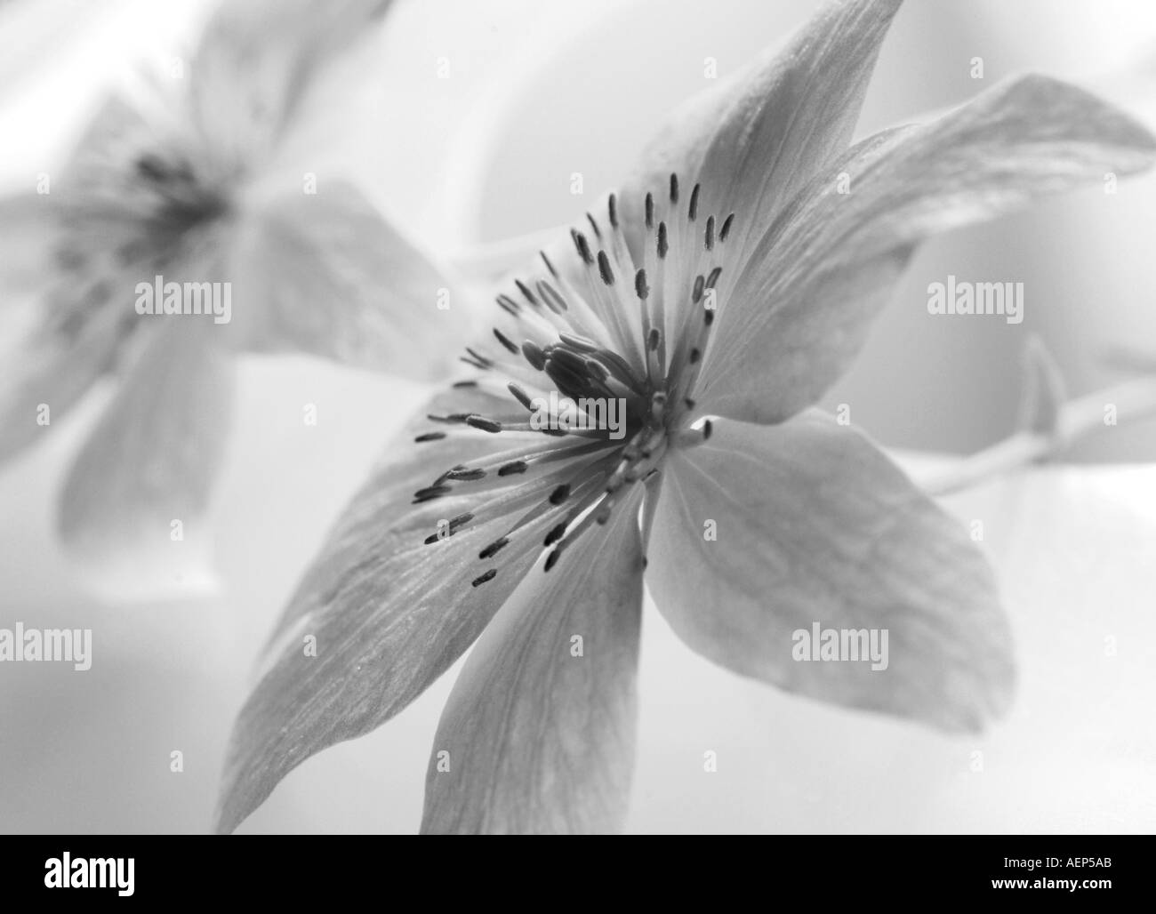 Clemantis hi-res stock photography and images - Alamy