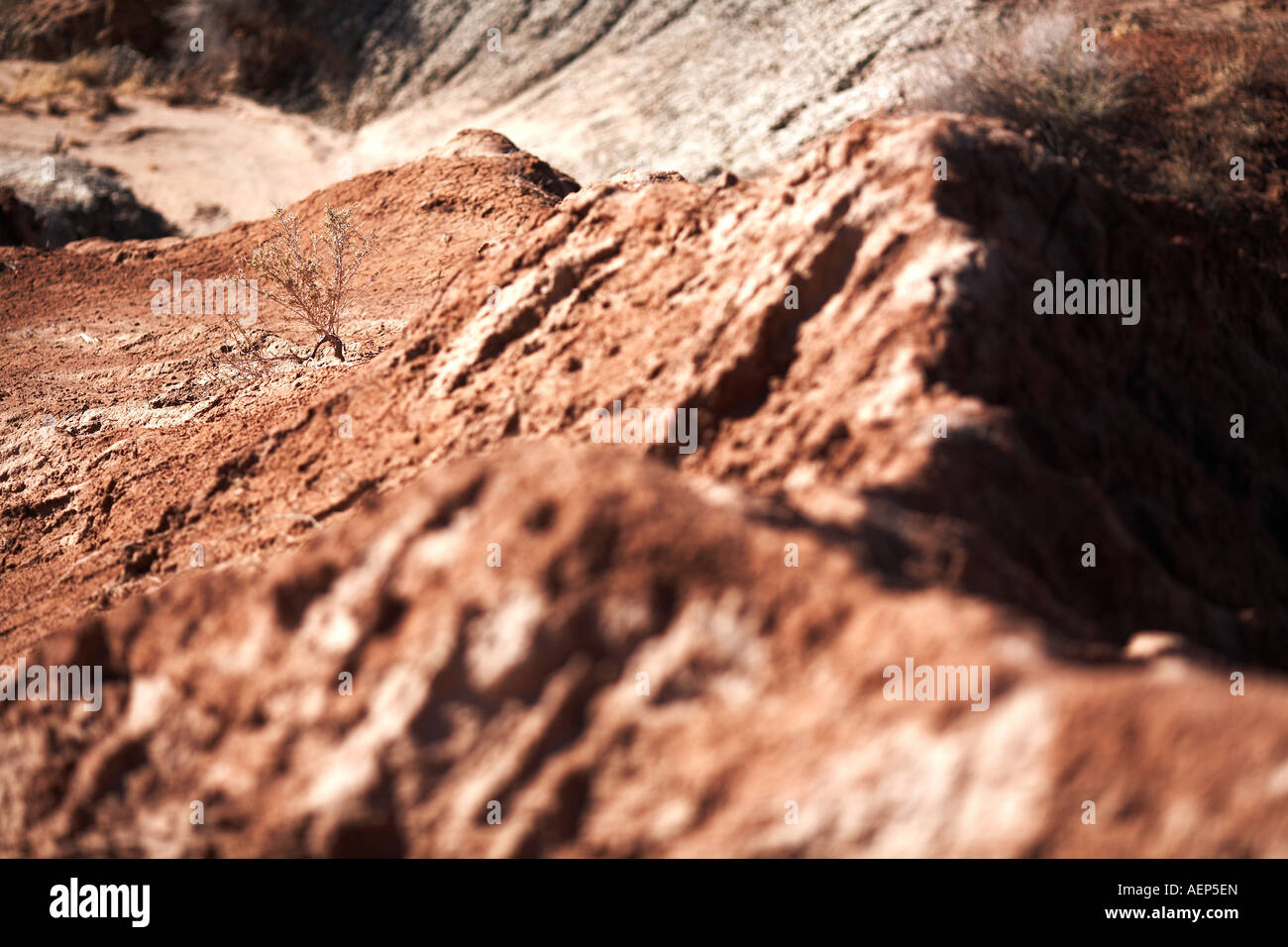 Red Sand Desert Details at Petrified Forest National Park, Holbrook ...