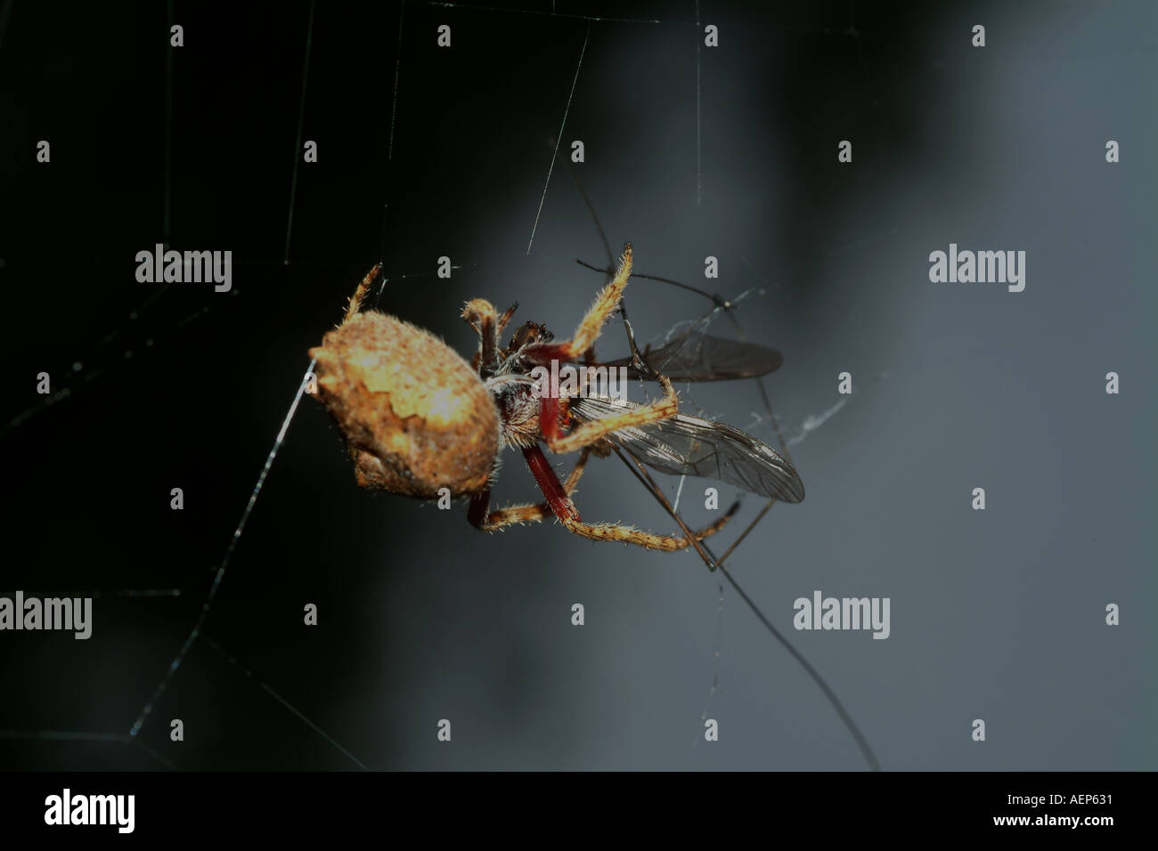 Spider Eating Insect Stock Photo - Alamy