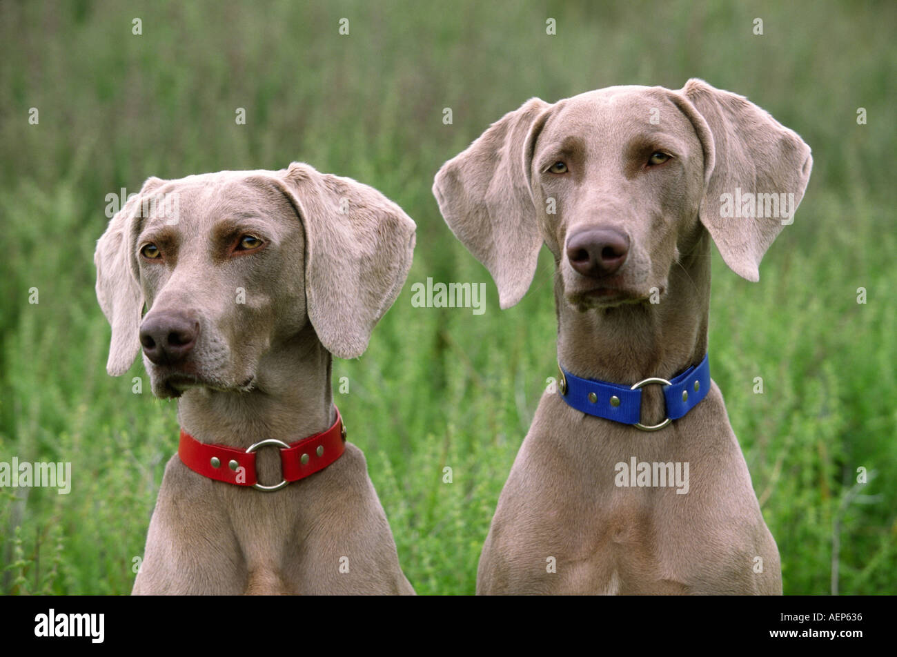 Are Male Or Female Weimaraners Better
