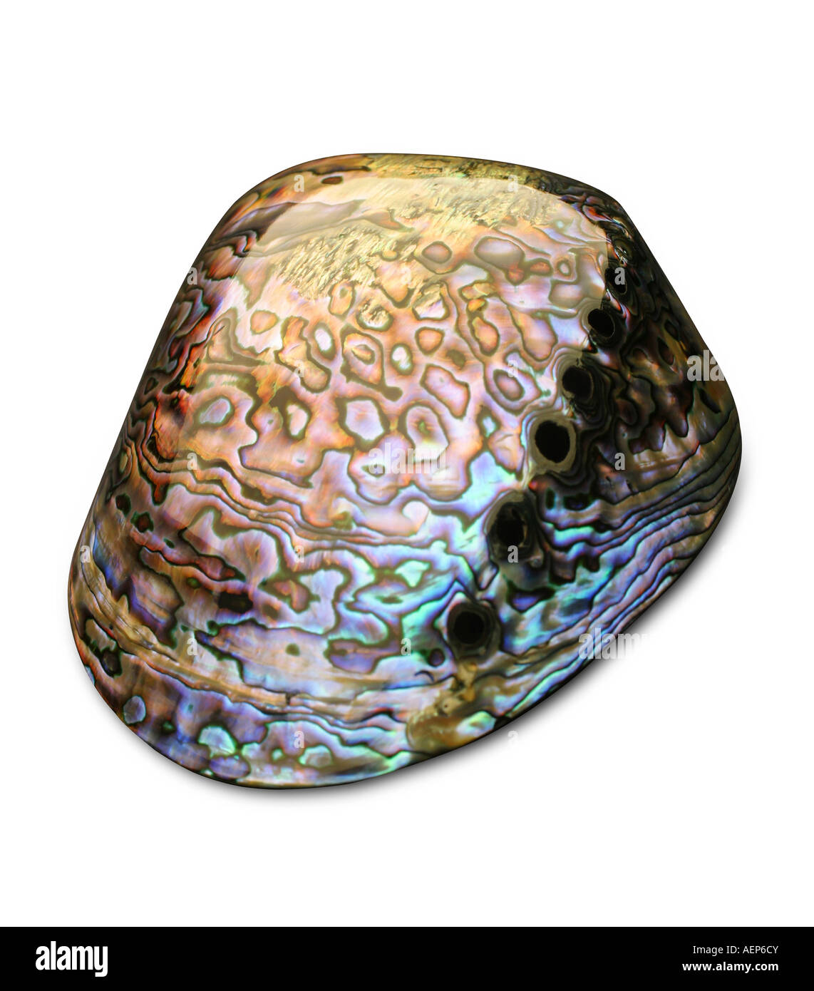 Close up photography of a paua shell Stock Photo - Alamy