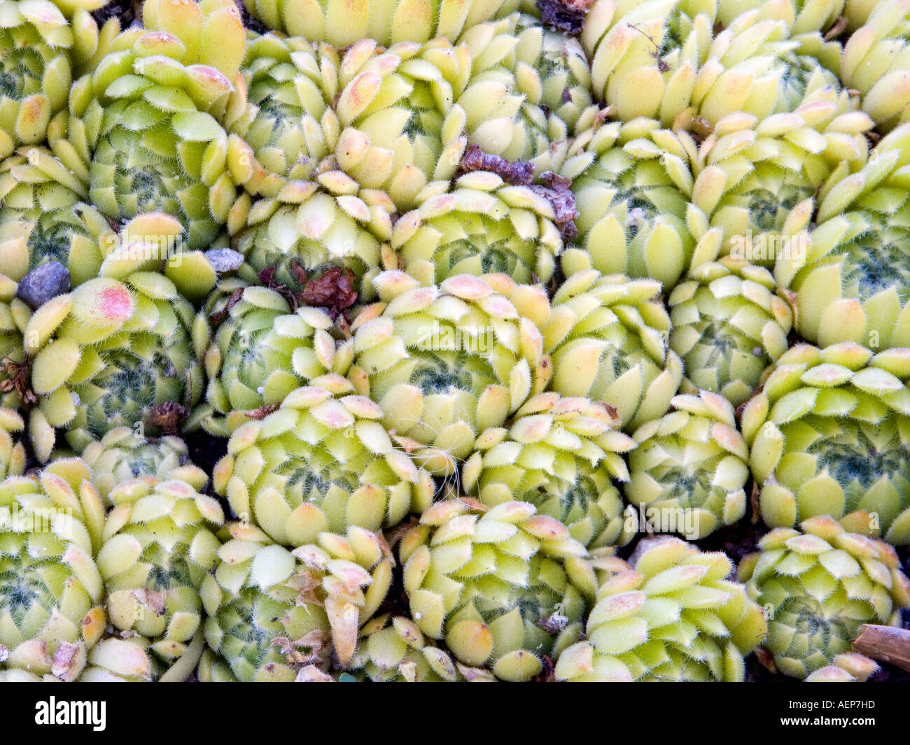 House leeks Sempervivum tectorum Stock Photo - Alamy