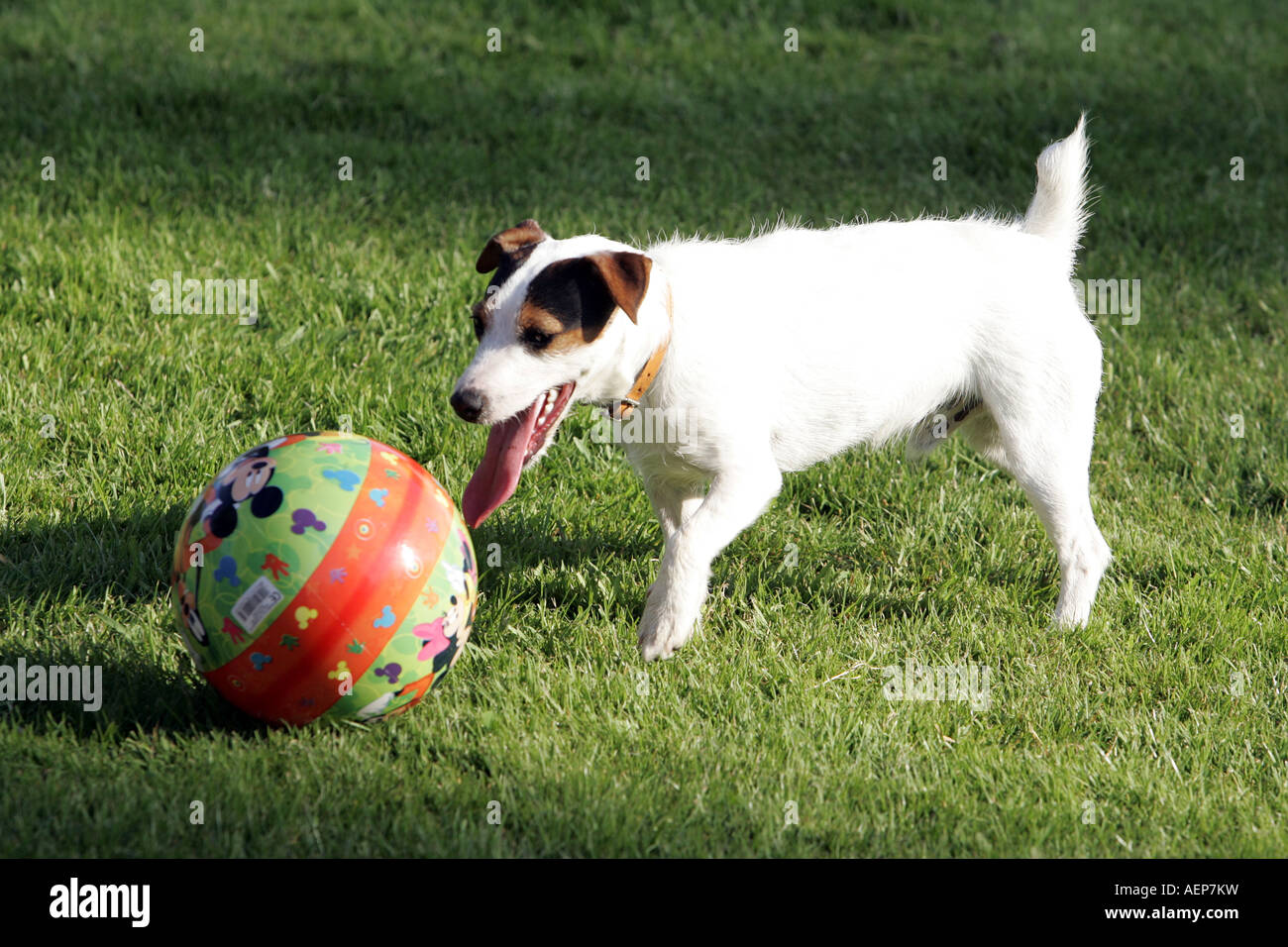 dog play football Stock Photo - Alamy