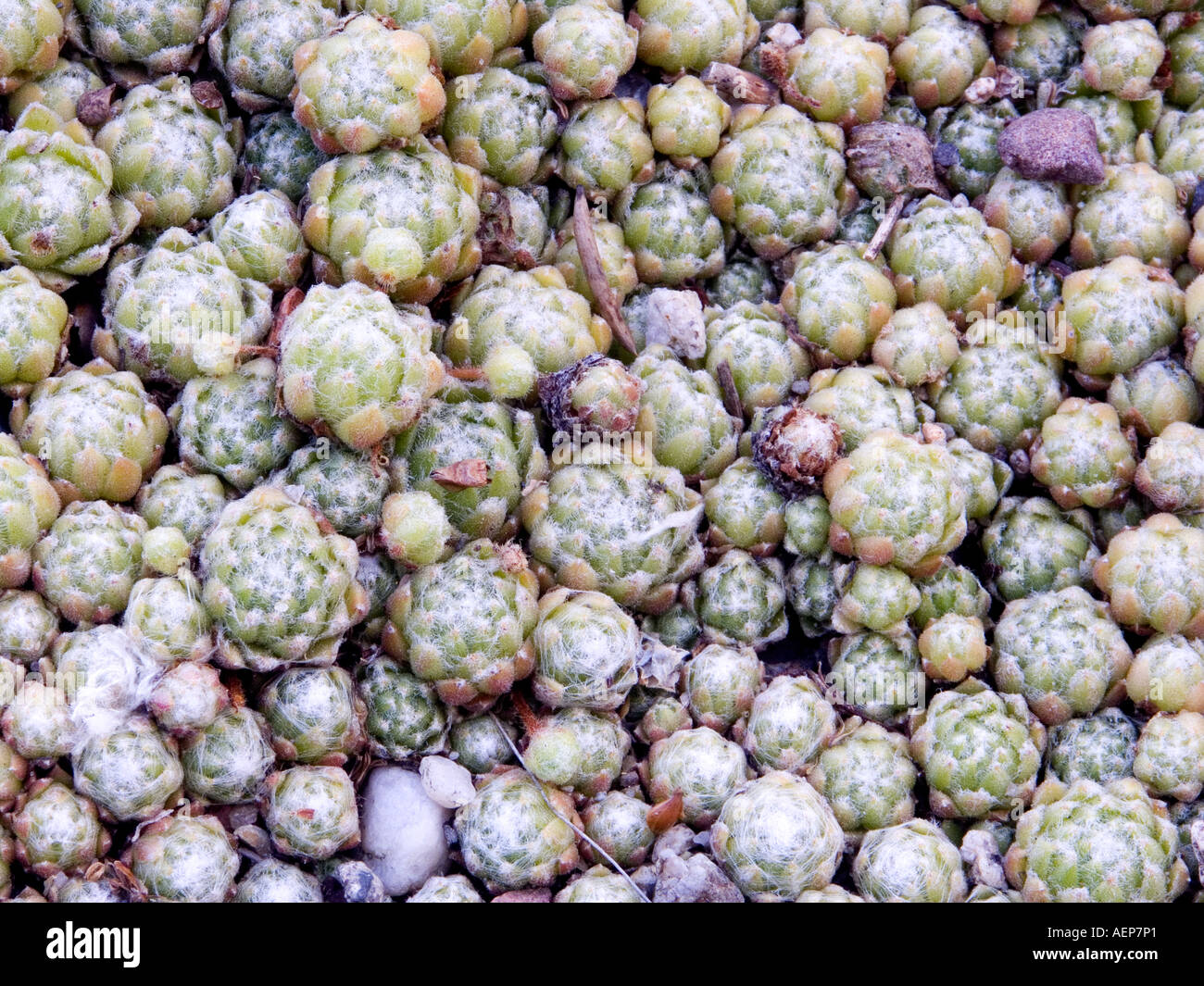 House leeks close up Sempervivum tectorum Stock Photo - Alamy
