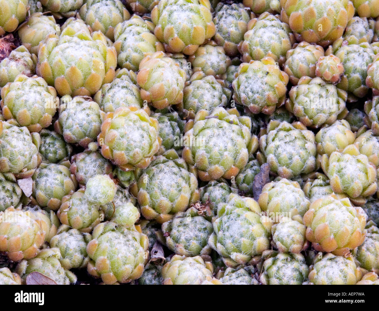 House leeks Sempervivum tectorum Stock Photo - Alamy