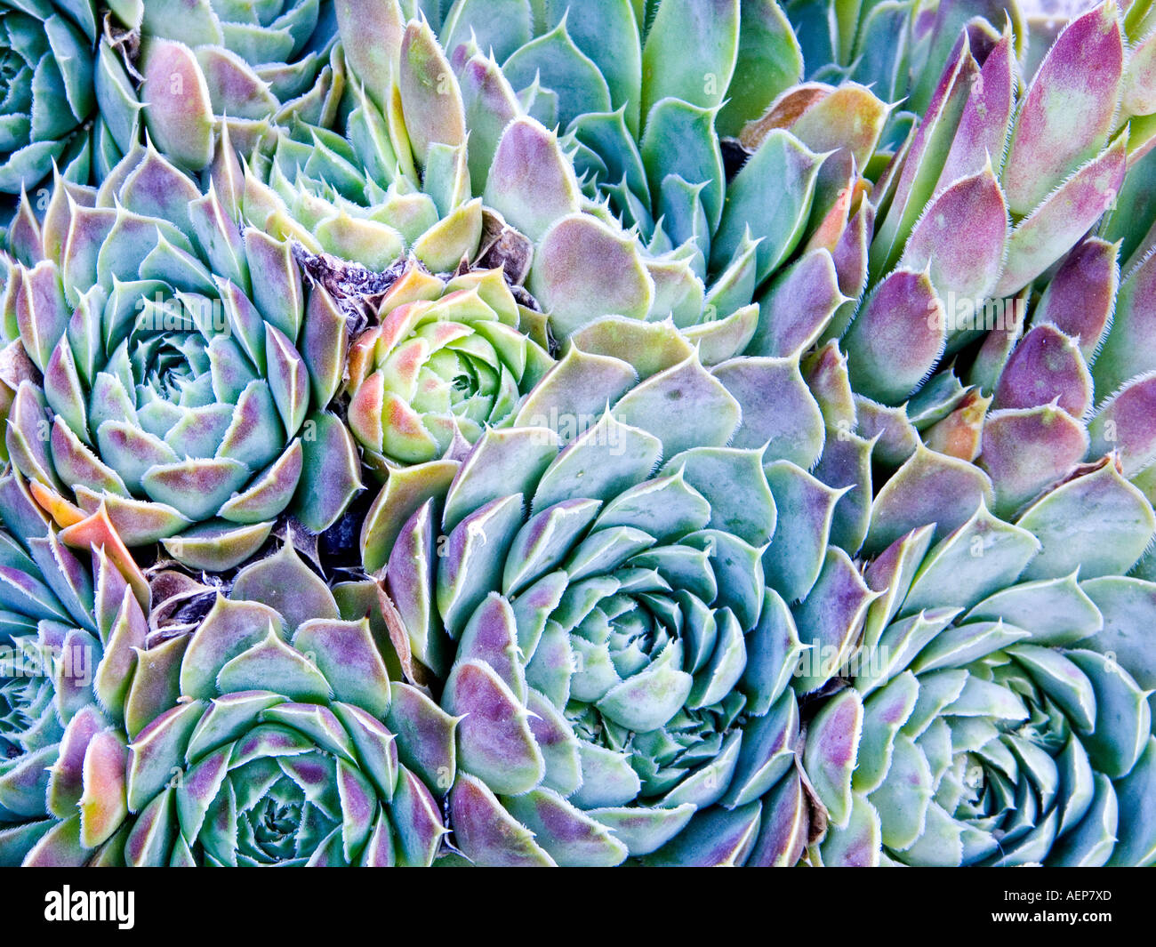 House leeks close up Sempervivum tectorum Stock Photo - Alamy