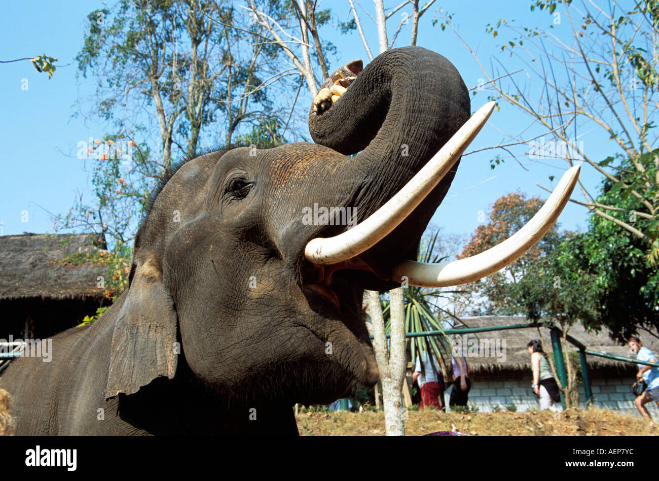 Elephant close up, Mae Ping Elephant Training Camp, Mae Ping, near ...