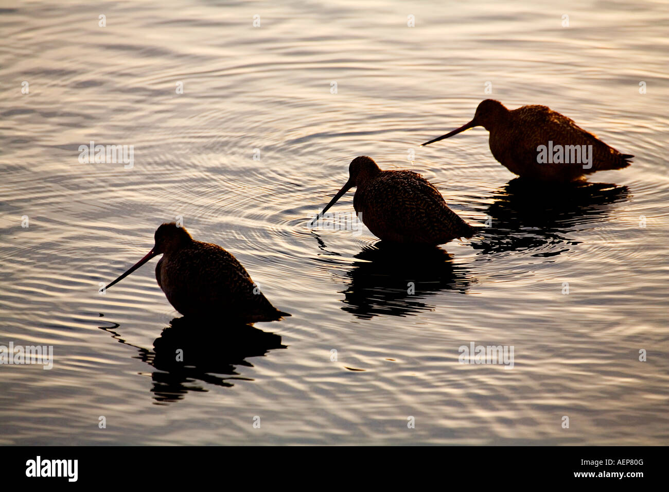 Three birds hi-res stock photography and images - Alamy