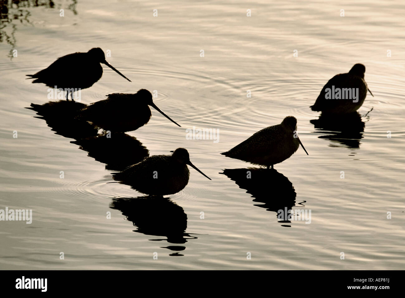 Five birds hi-res stock photography and images - Alamy