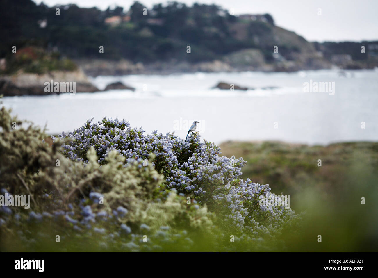 Bird on Beach Bush Point Lobos State Reserve near Carmel Monterey Coast ...