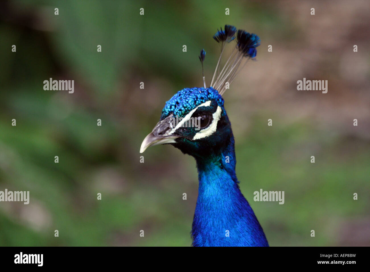 Indian Blue Peacock. Peacock.Peafowl Stock Photo - Alamy