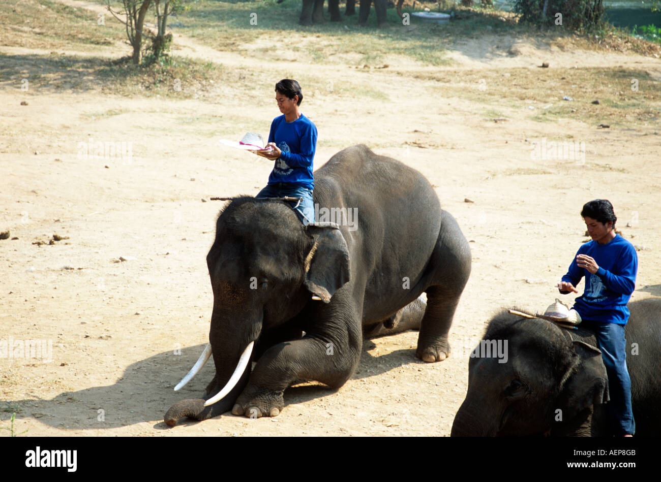 Elephant trainer with elephants hi-res stock photography and images - Alamy